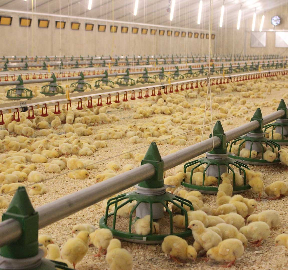 Vencopan broilers - Vencomatic Group